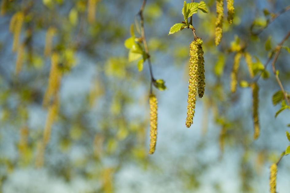 Otetaanko allergiat todesta? | Terve.fi