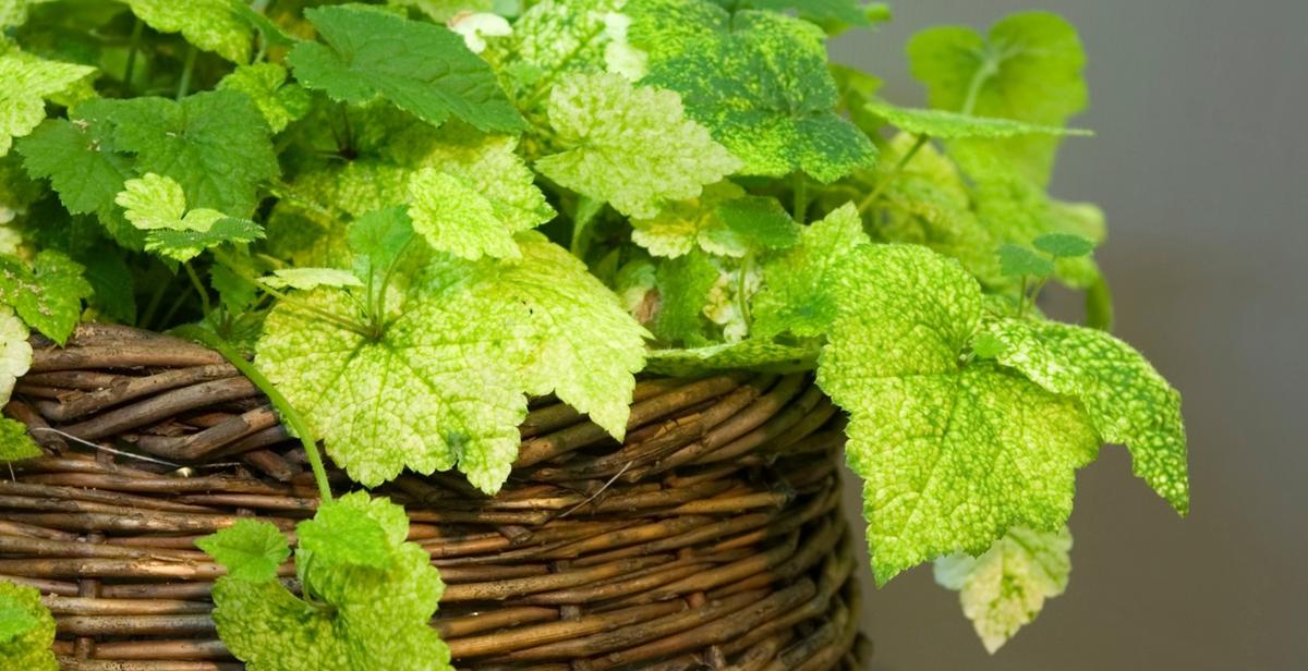 Helli hipiääsi kasveilla | Terve.fi