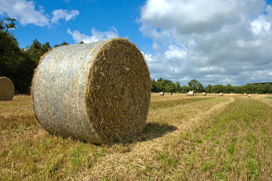 Kannattaako luomuruoka jättää kauppaan? Kamppailussa vastakkain raha ...