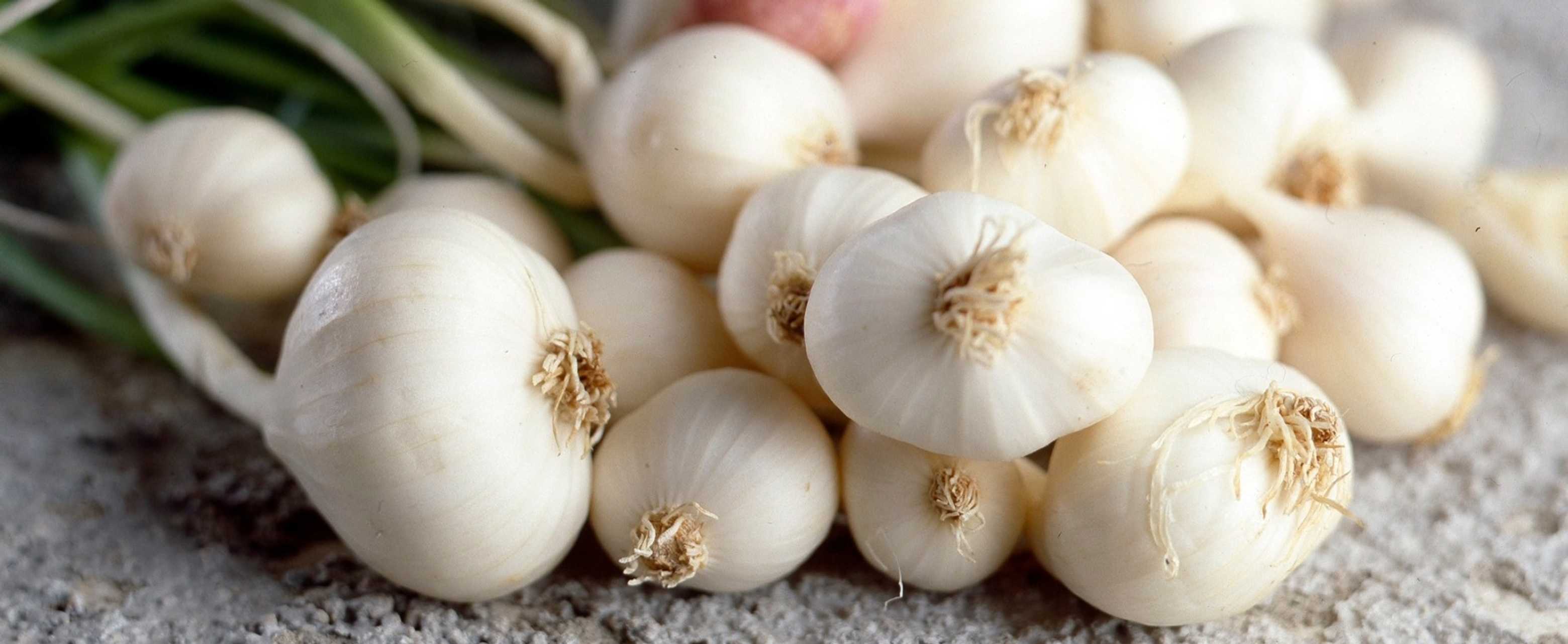 Näin valkosipuli vaikuttaa verenpaineeseen | Terve.fi