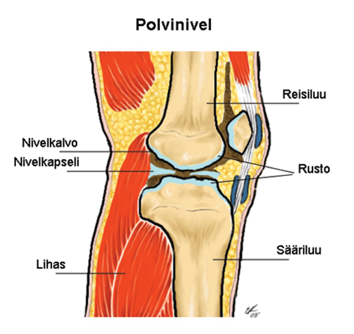 Nivelten anatomia ja toiminta | Terve.fi