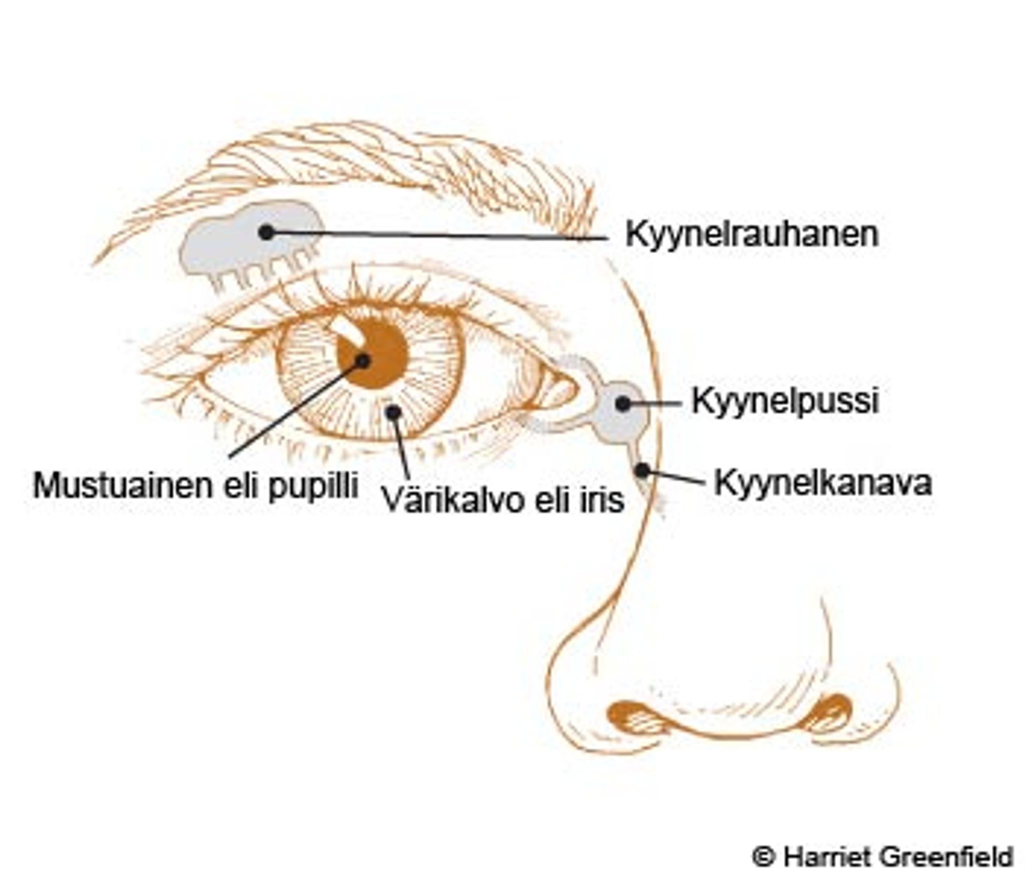 Silmän rakenne | Terve.fi