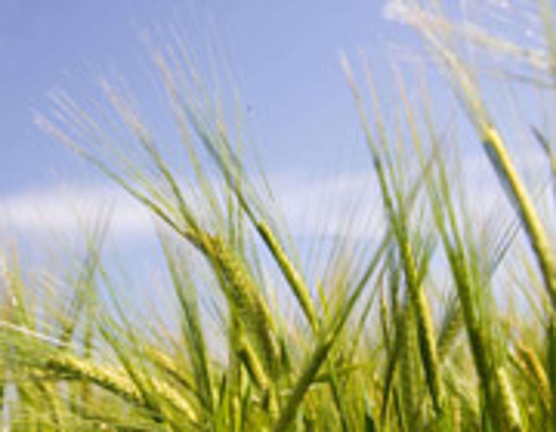 Ihokeliakia (Dermatitis herpetiformis, DH) | Terve.fi