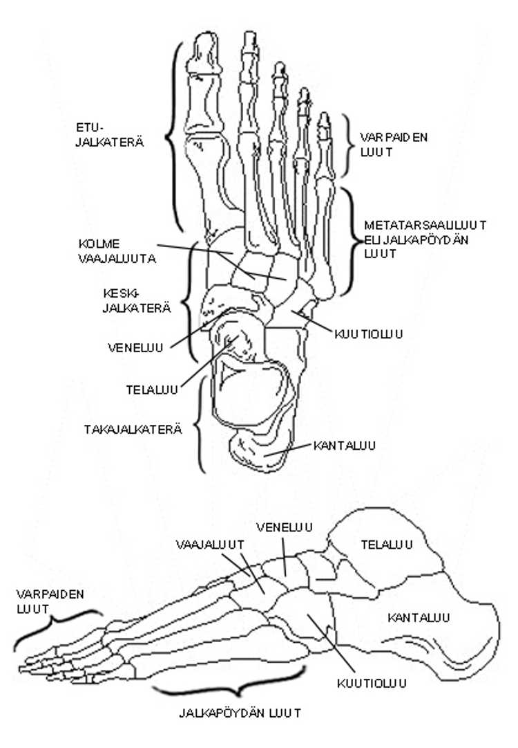 Jalan fysiologiaa ja askeltaminen | Terve.fi
