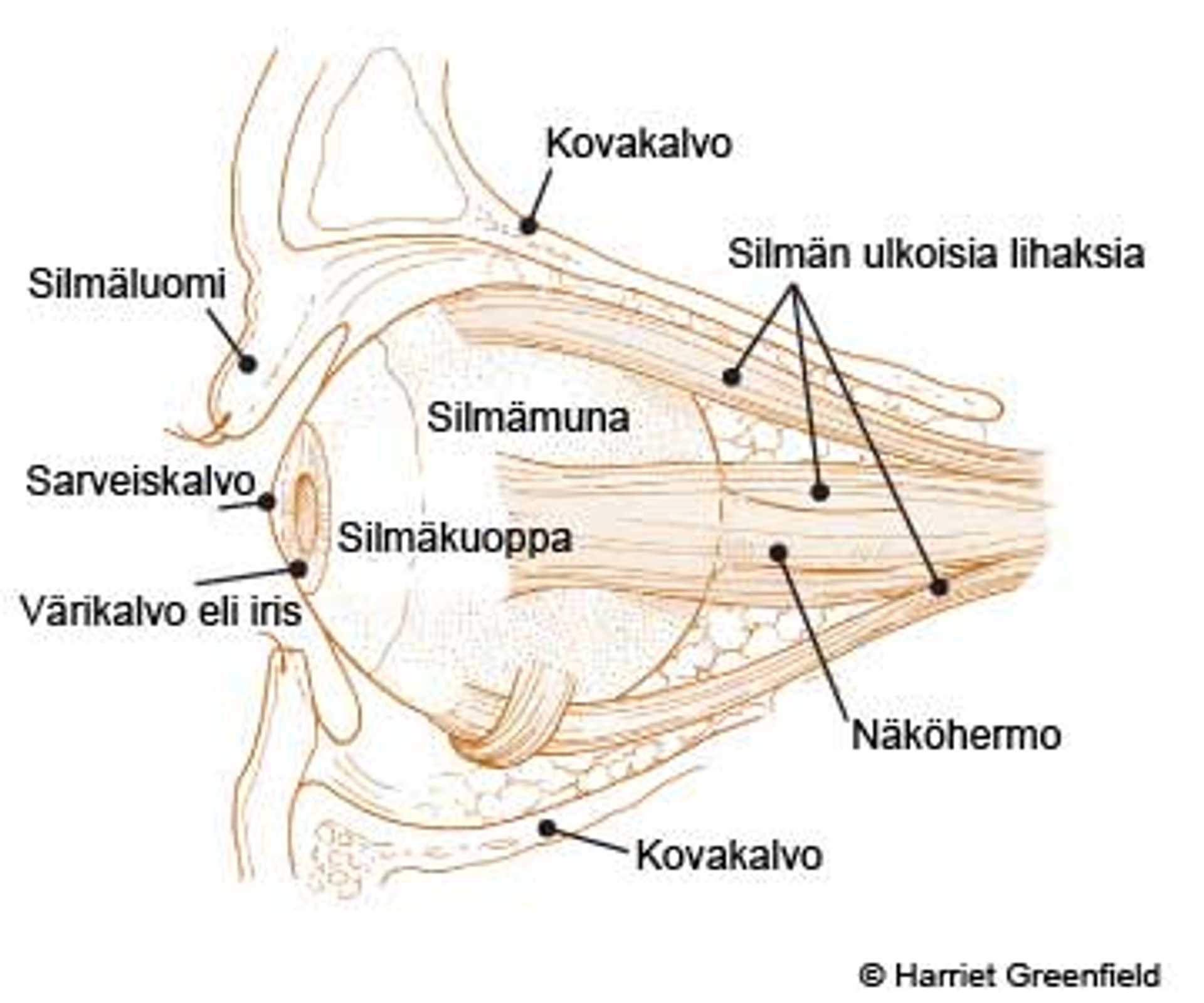 Silmän rakenne | Terve.fi