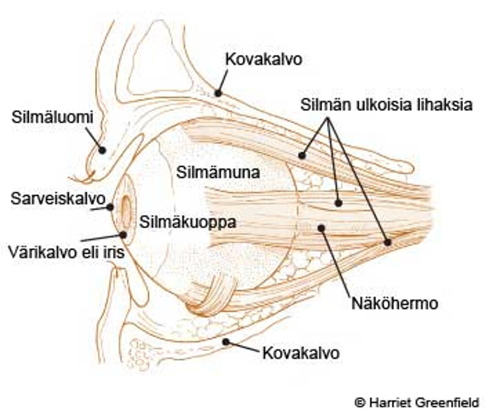 Silmän rakenne | Terve.fi
