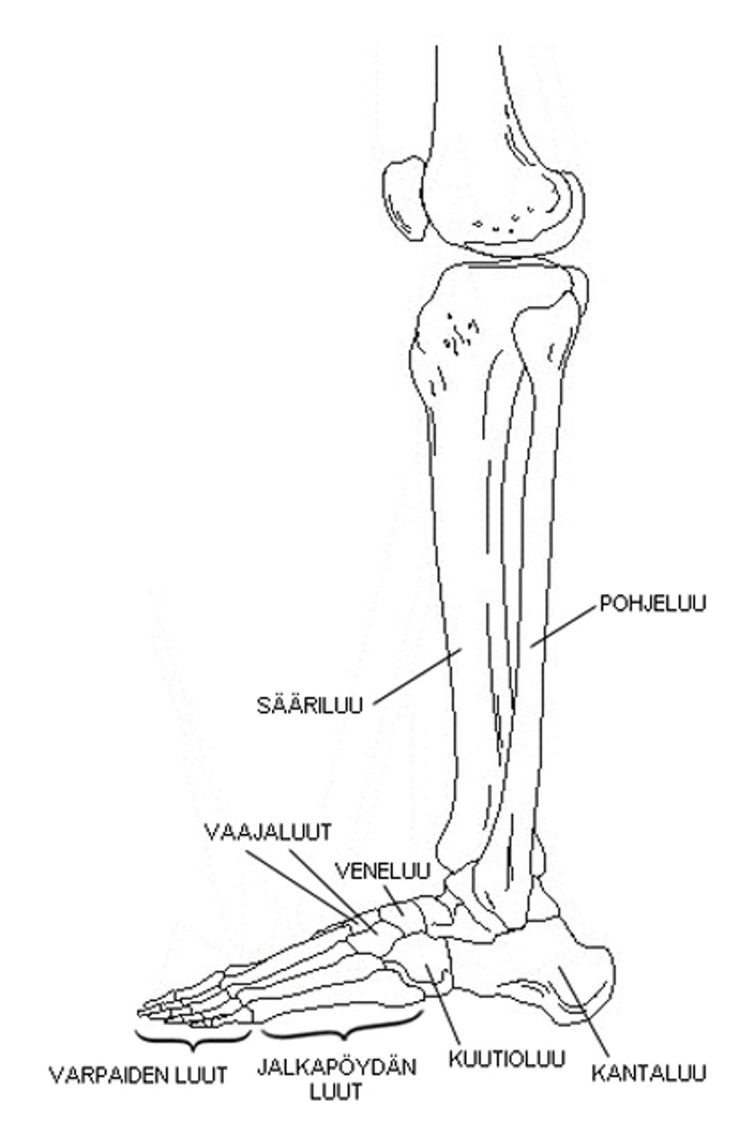 Luusto ja lihaksisto | Terve.fi