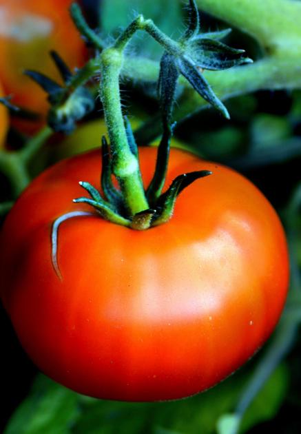 Tomaatti | Apu Terveys